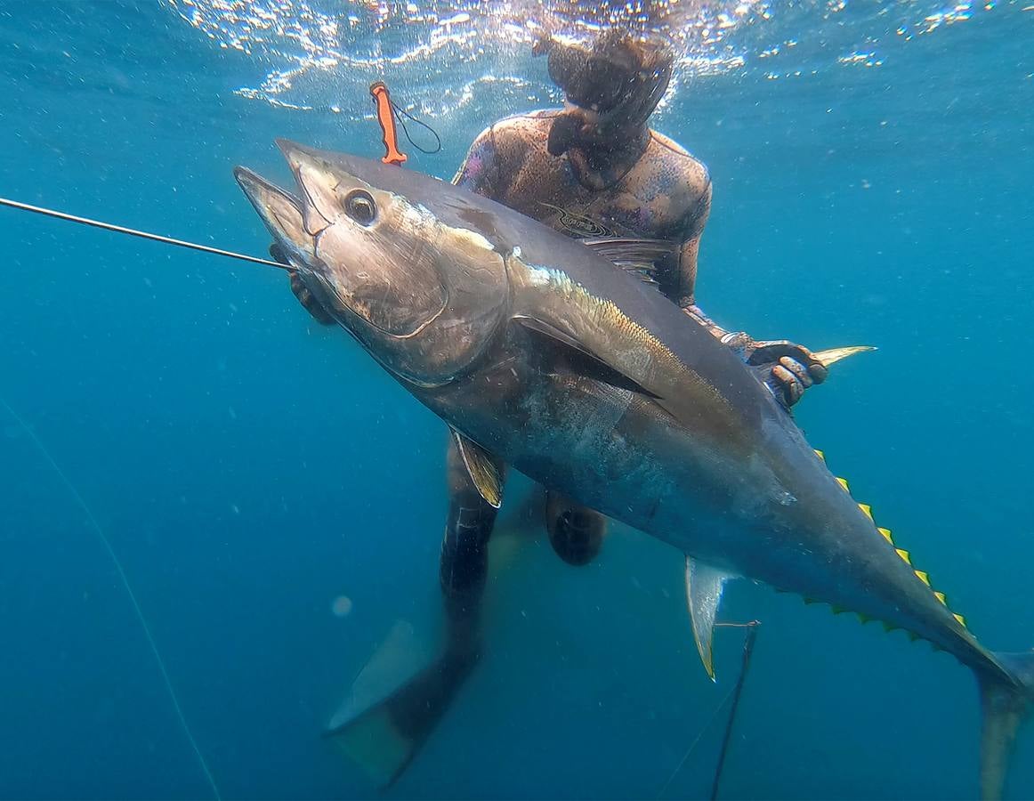 Fotos: A la caza del atún rojo | El Correo