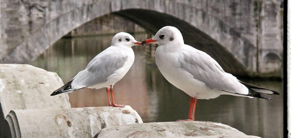 Ratas con alas | El Correo