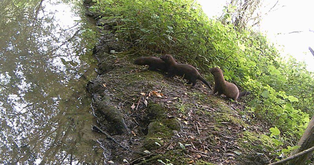 El visón europeo al fin se reproduce en Salburua | El Correo