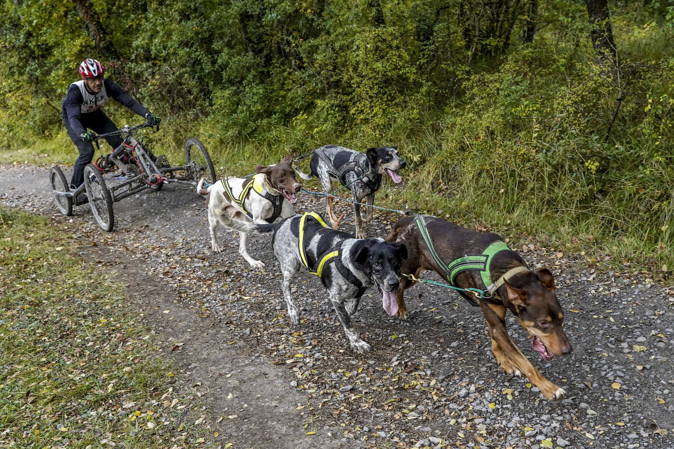 Fotos: El mushing toma el bosque de Armentia | El Correo