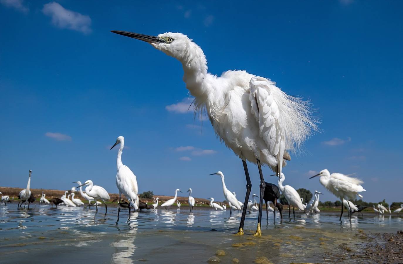 Fotos: Las fotografías de aves silvestres más espectaculares | El Correo