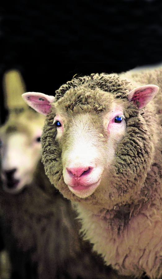 El legado de Dolly | El Correo